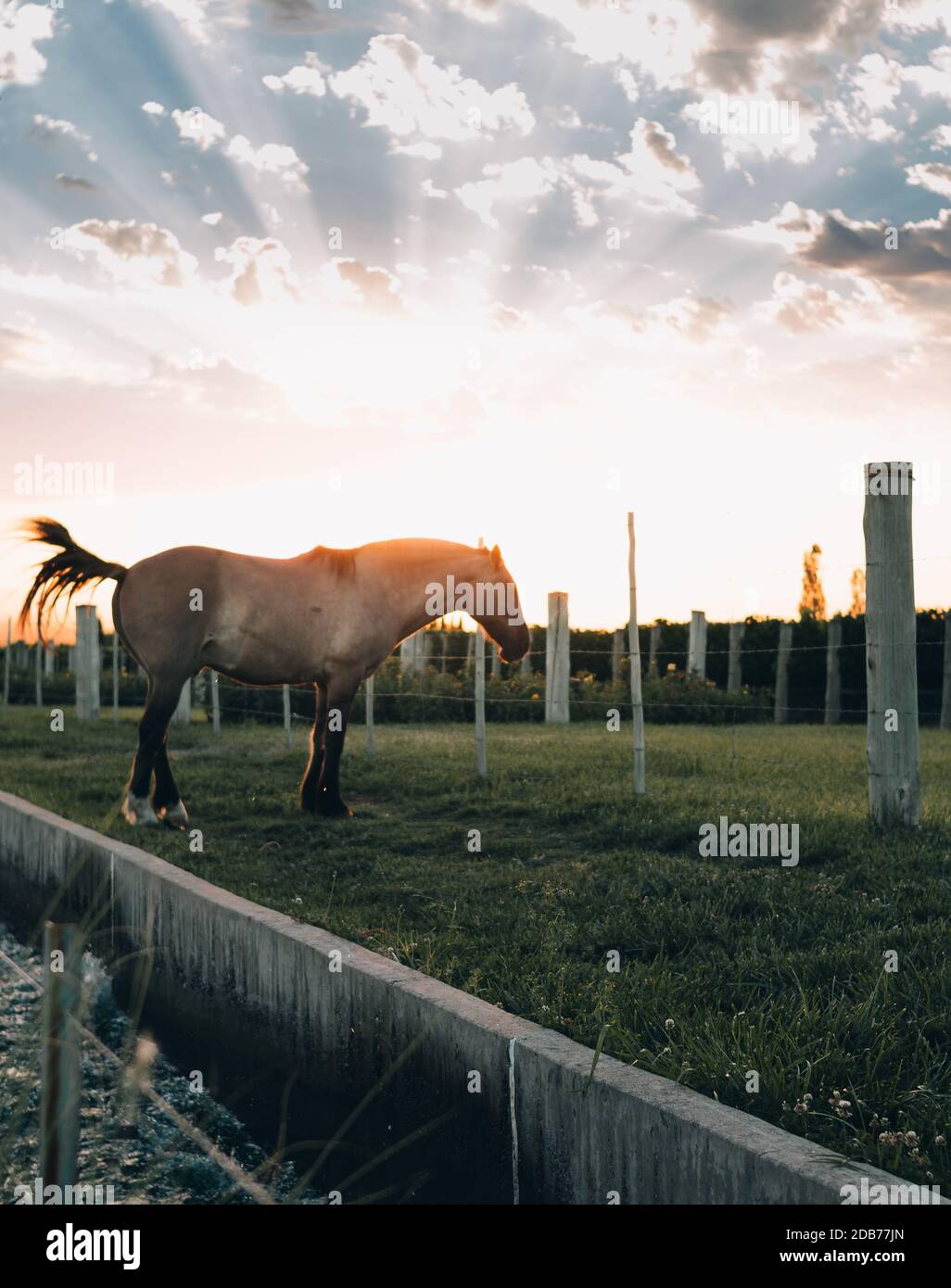horse in the valley of uco argentina Stock Photo - Alamy