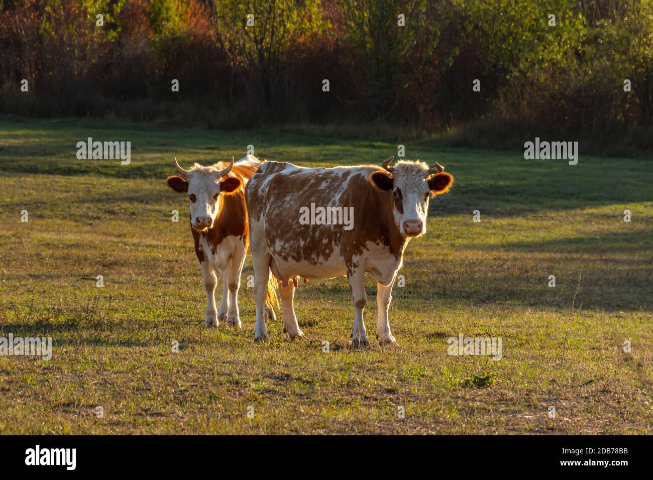 Red white cow hi-res stock photography and images - Alamy