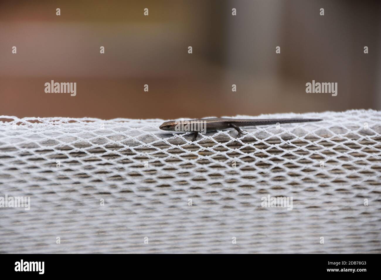 Small skink on white netting Stock Photo - Alamy