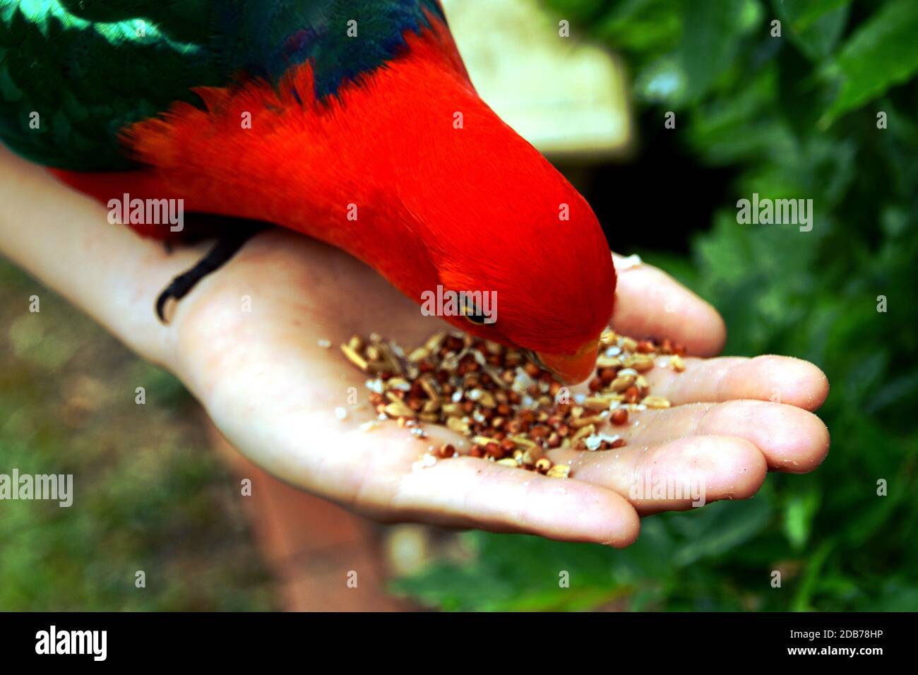 Hand feeding seeds to a male King Parrot Stock Photo - Alamy