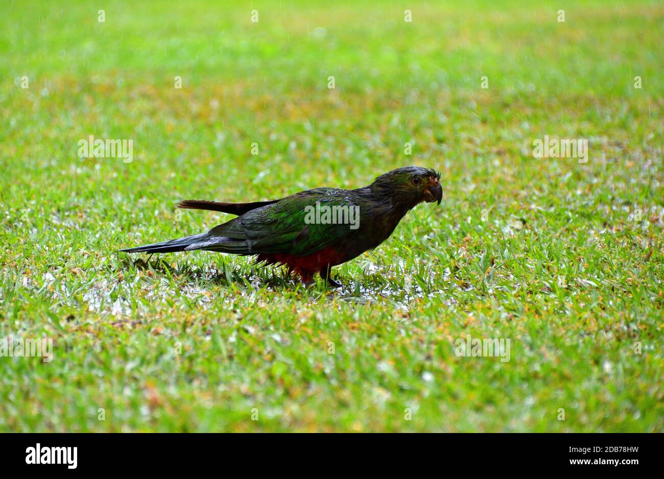 A single female King Parrots in the rain on grass Stock Photo - Alamy