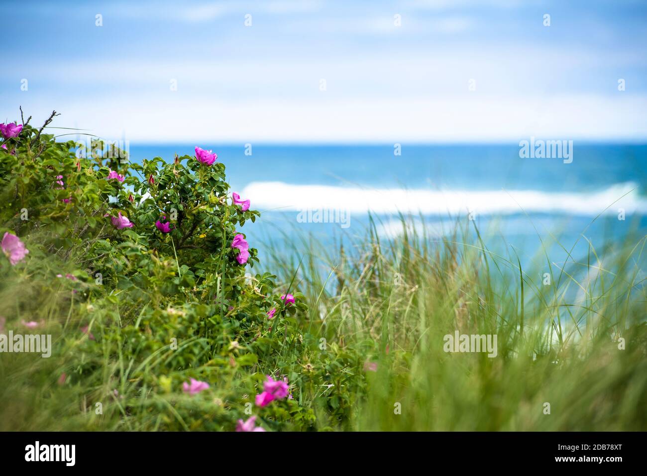 Beach roses in bloom high on the dunes of the Cape Cod National ...