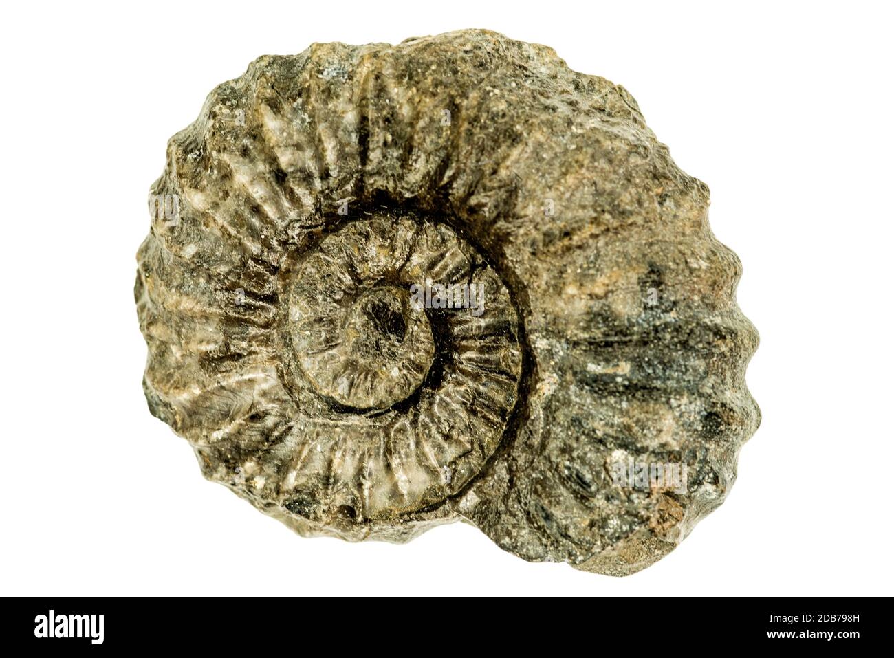 Ammonoid, closeup of the fossil Stock Photo - Alamy