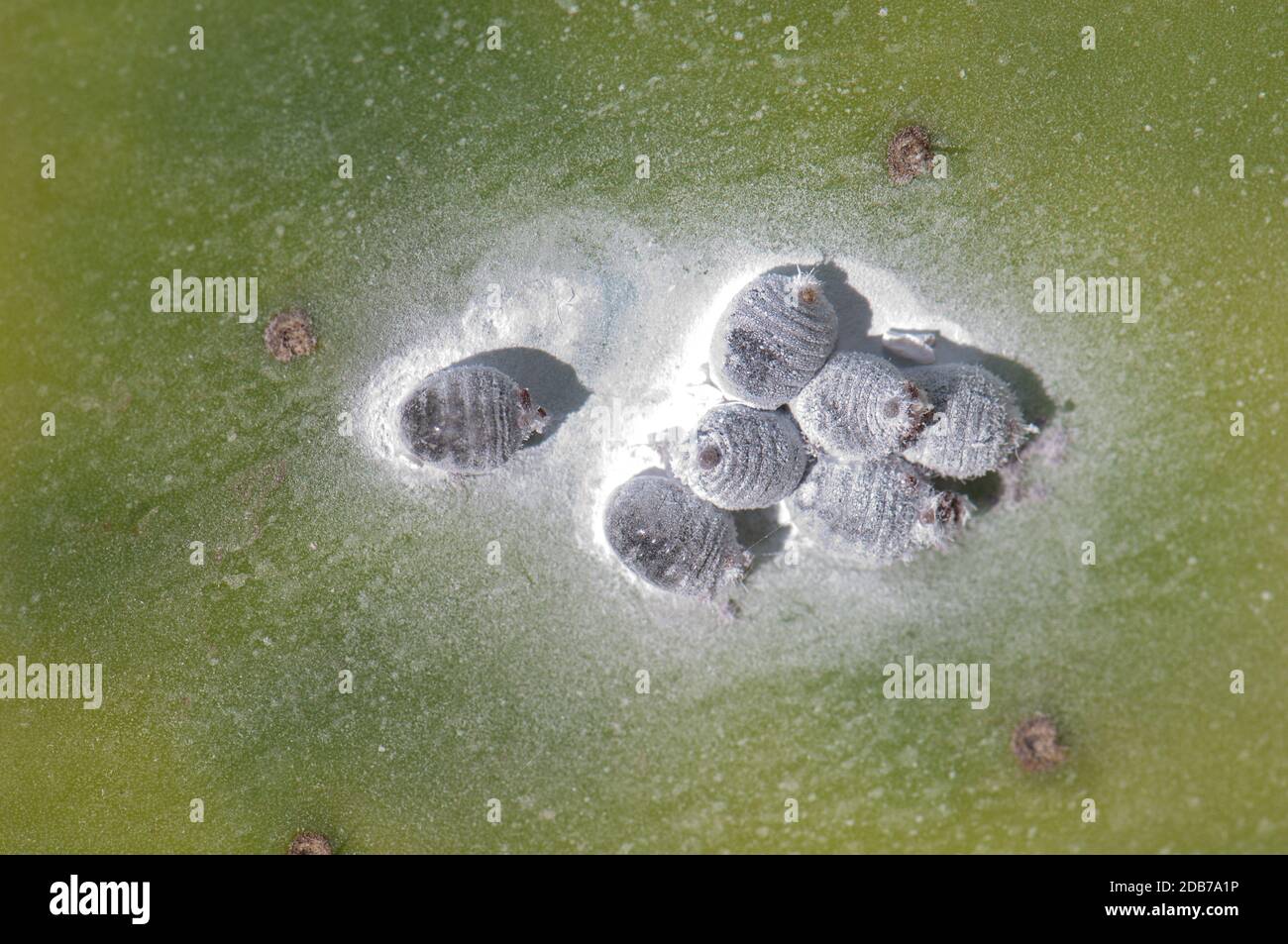 Female Cochineal Insects High Resolution Stock Photography and Images ...