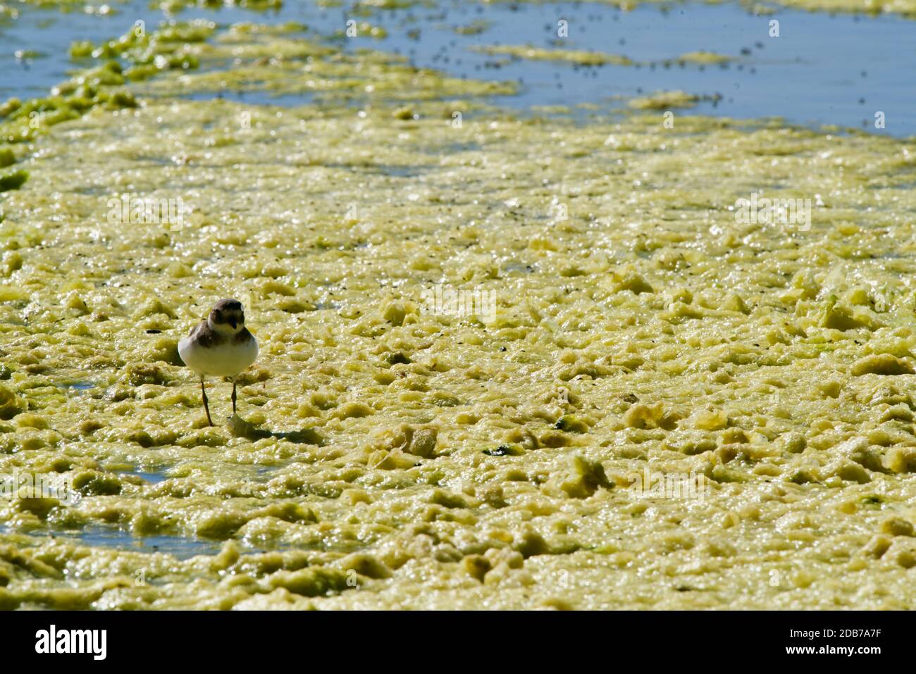 Ruddy turnstone walking on yellow chlorella Stock Photo - Alamy