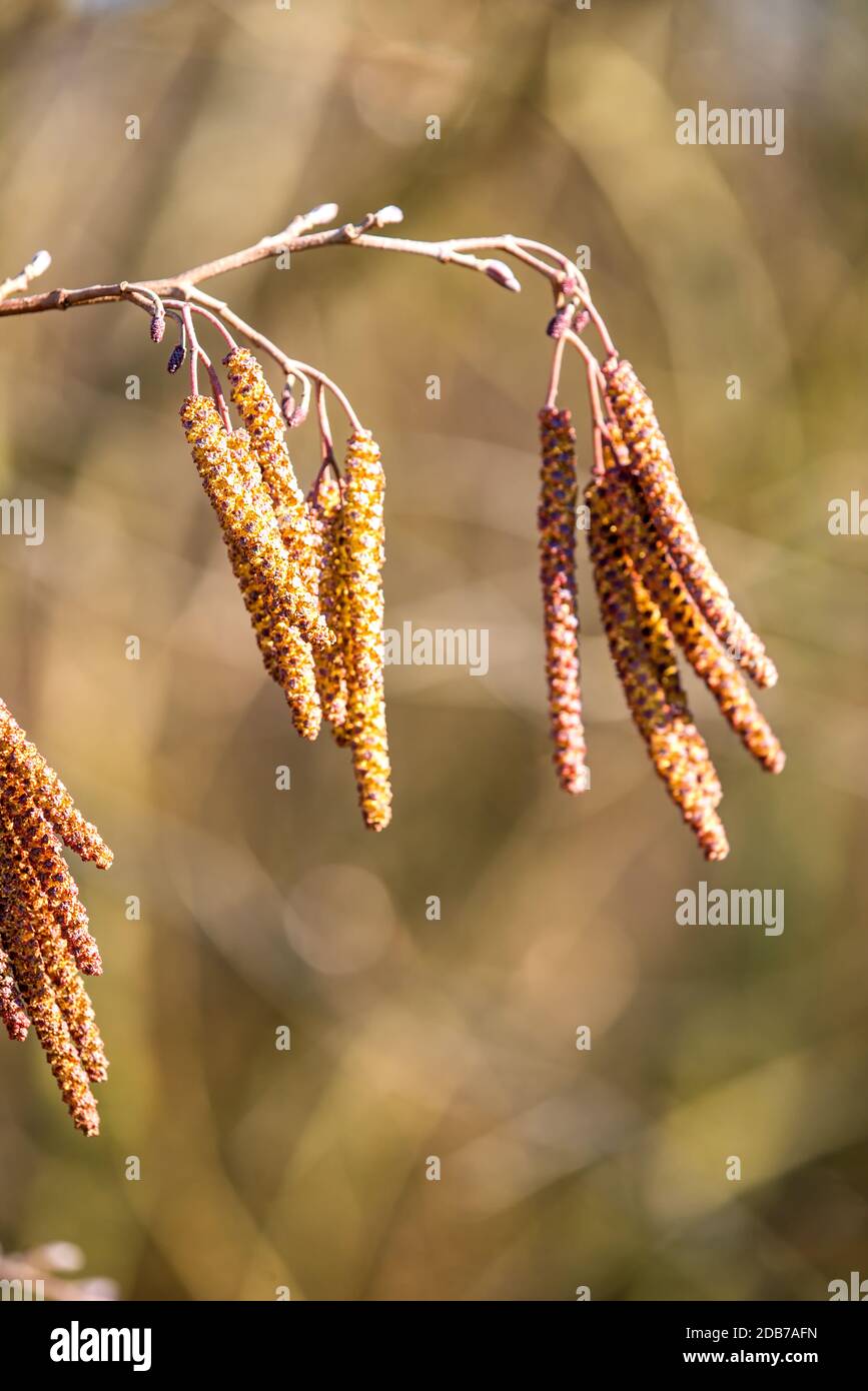 Hazelnut blossom in Germany in wintertime Stock Photo - Alamy