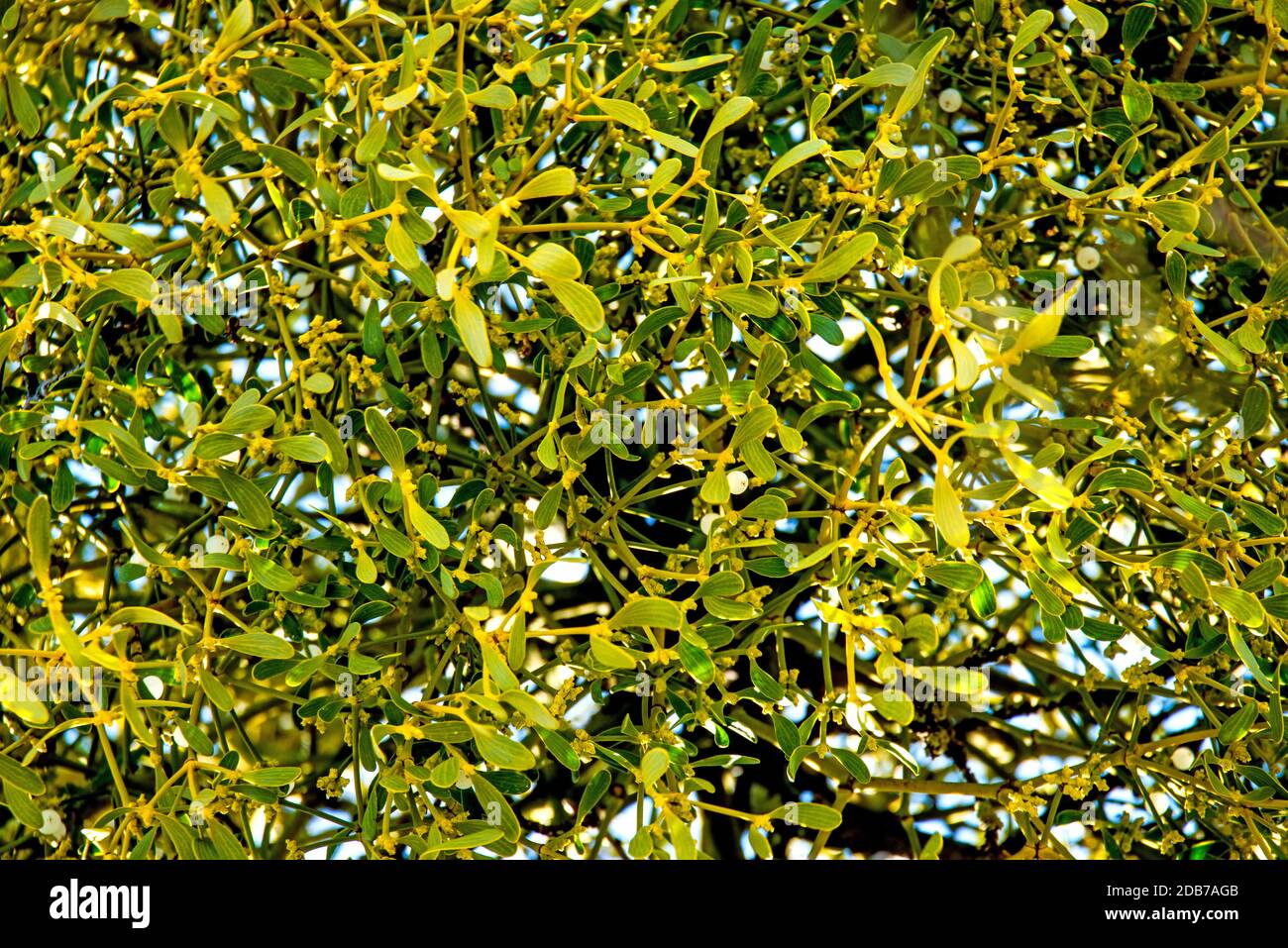 mistletoe in a fruit tree in wintertime in Germany Stock Photo - Alamy