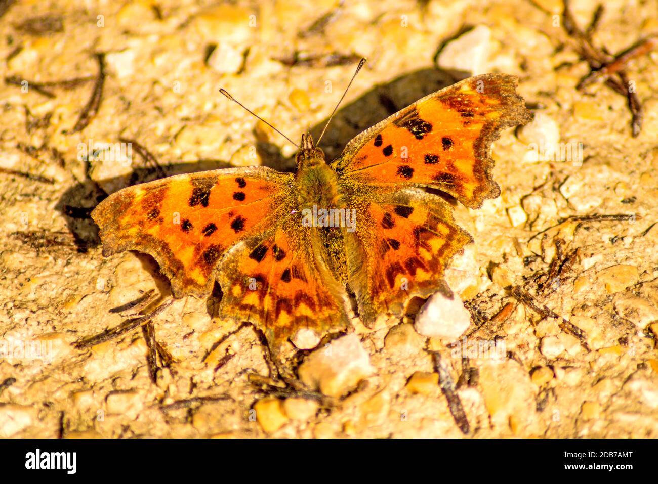 Polygonia c-album, butterfly of the German flora Stock Photo - Alamy