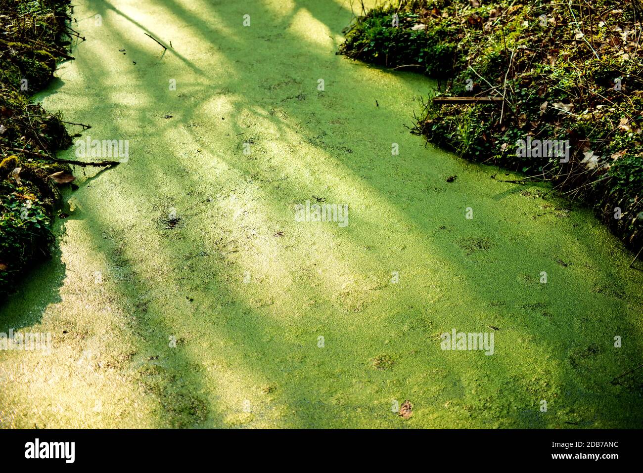 common duckweed on the surface of a pond Stock Photo - Alamy
