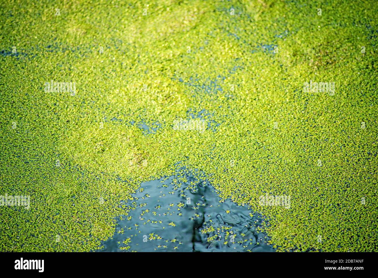 common duckweed on the surface of a pond Stock Photo - Alamy