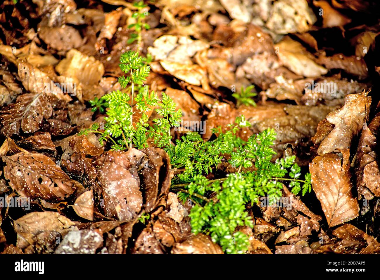 Chervil, spice in the German spring forest Stock Photo - Alamy