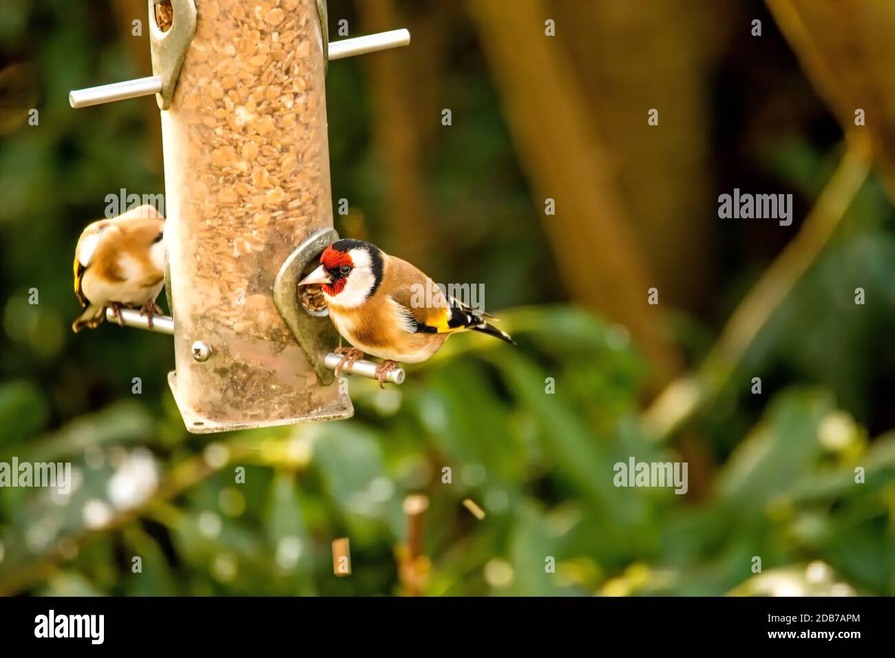 European goldfinch birdhouse hi-res stock photography and images - Alamy