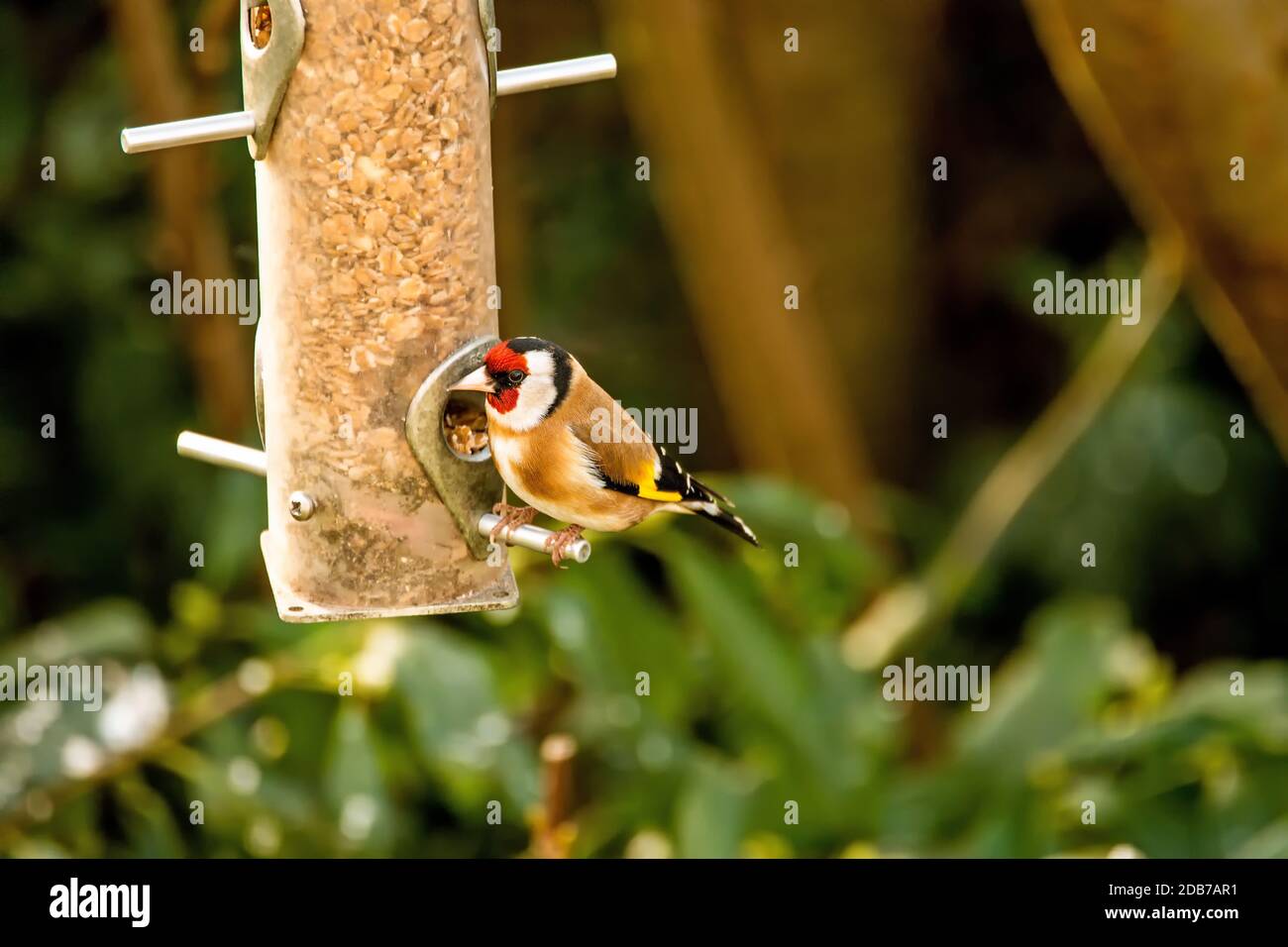 The European goldfinch at a fodder house in Germany Stock Photo - Alamy