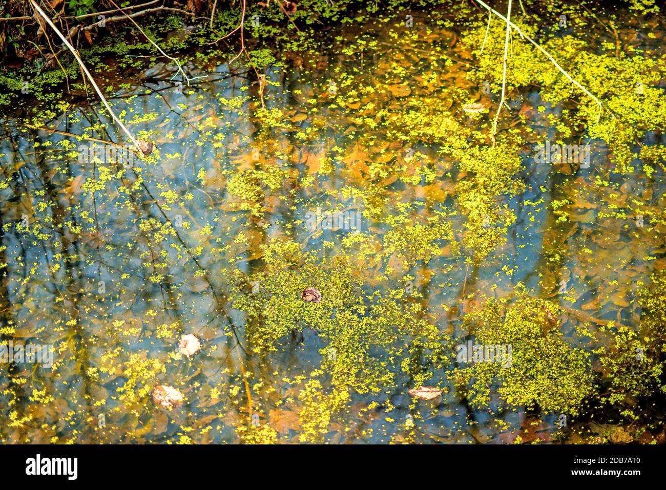 common duckweed on the surface of a pond Stock Photo - Alamy