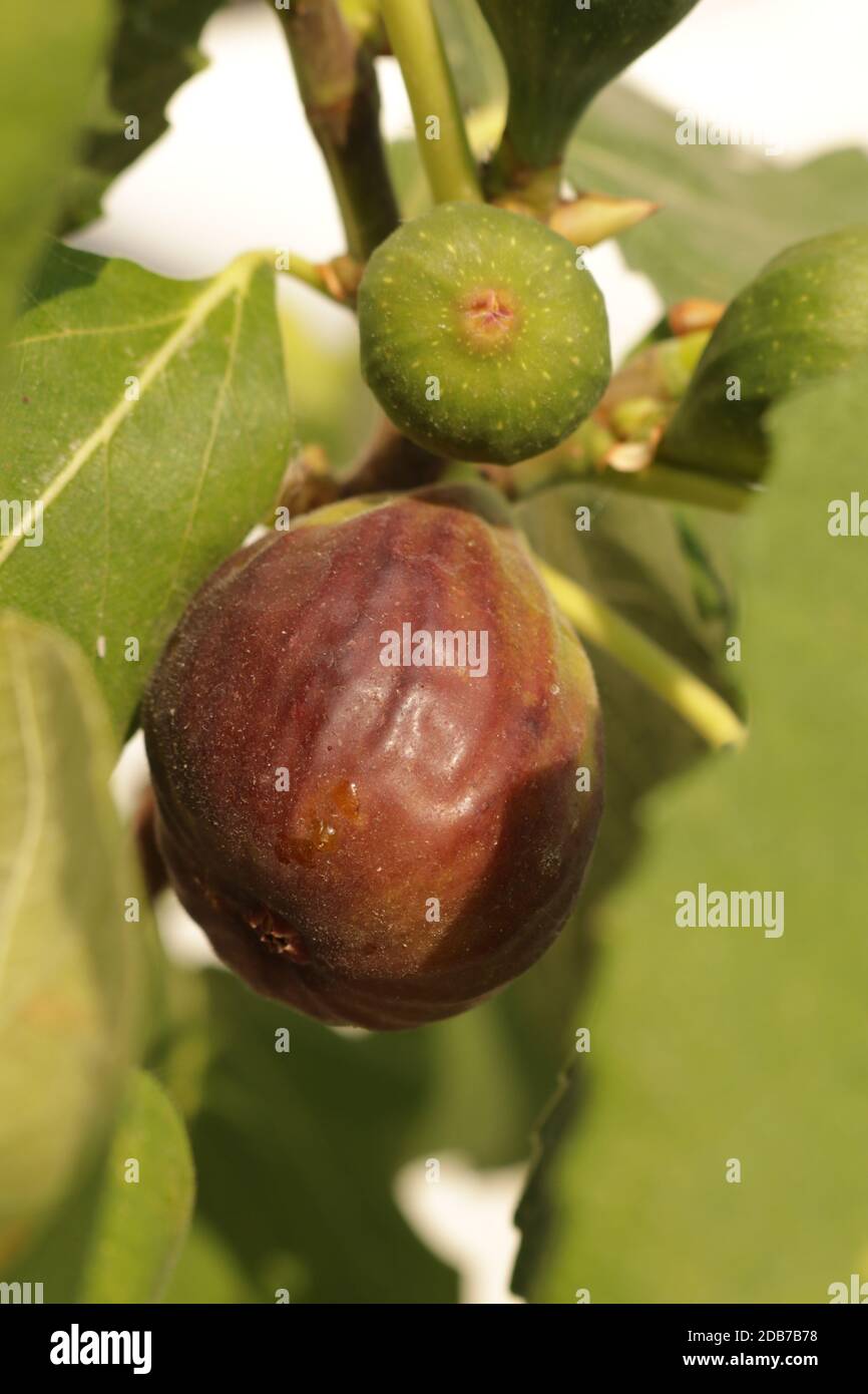 A fig tree with ripe and ripening fruits Stock Photo - Alamy