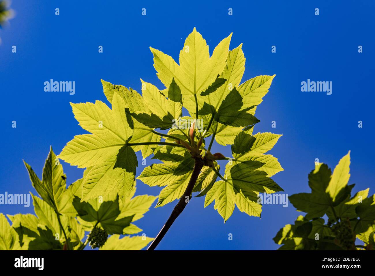 Lush green palmate leaves hi-res stock photography and images - Alamy