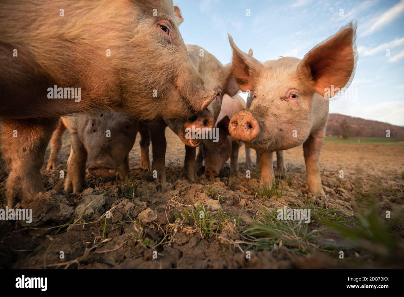 Pigs eating on a meadow in an organic meat farm - wide angle lens shot ...