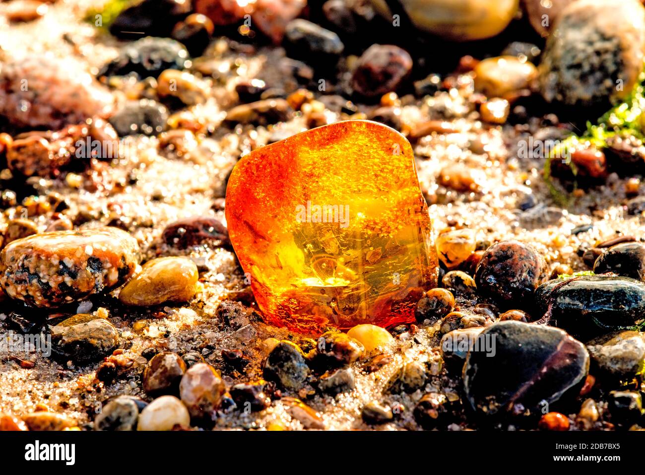 Amber on a beach of the Baltic Sea Stock Photo - Alamy