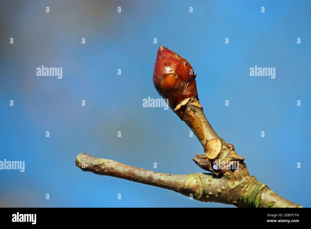 Horse chestnut, Aesculus hippocastanum, tree sticky leaf bud with a ...