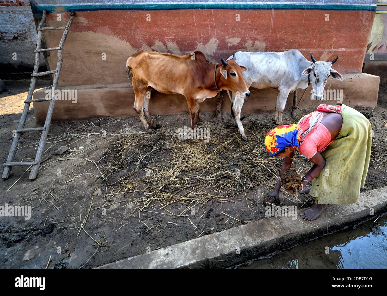 A woman seen preparing the floor for Alpona ( Floor decoration) during ...