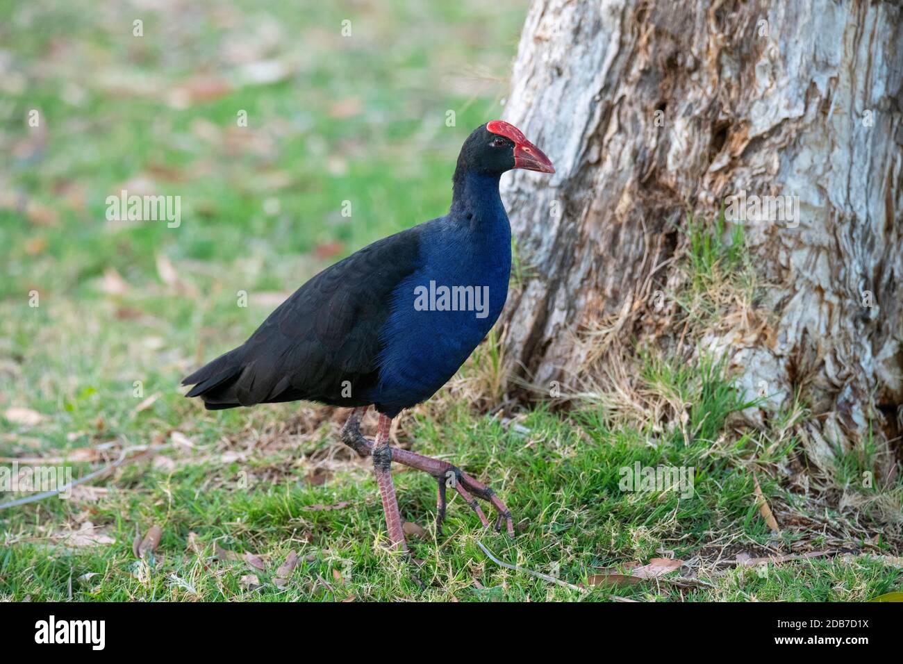 Australasian Swamphen Porphyrio melanotus melanotus Hervey Bay ...