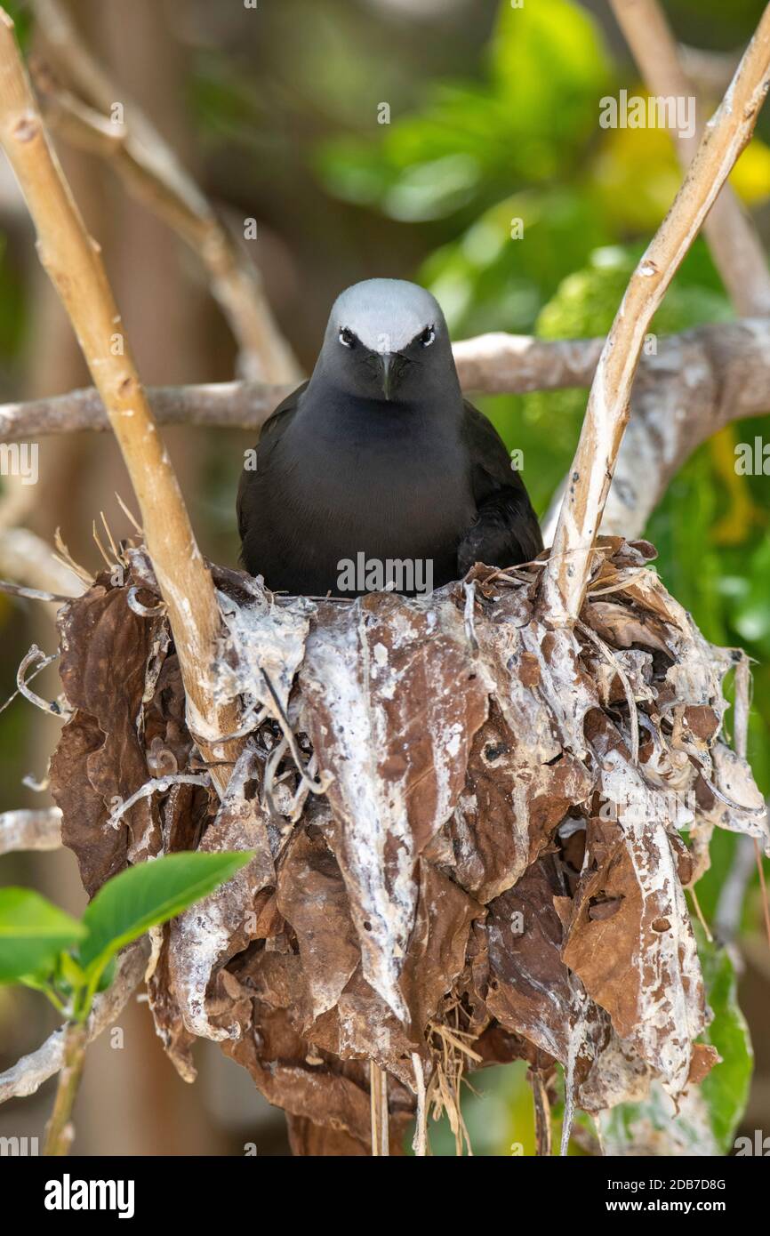 Black noddy terns hi-res stock photography and images - Alamy