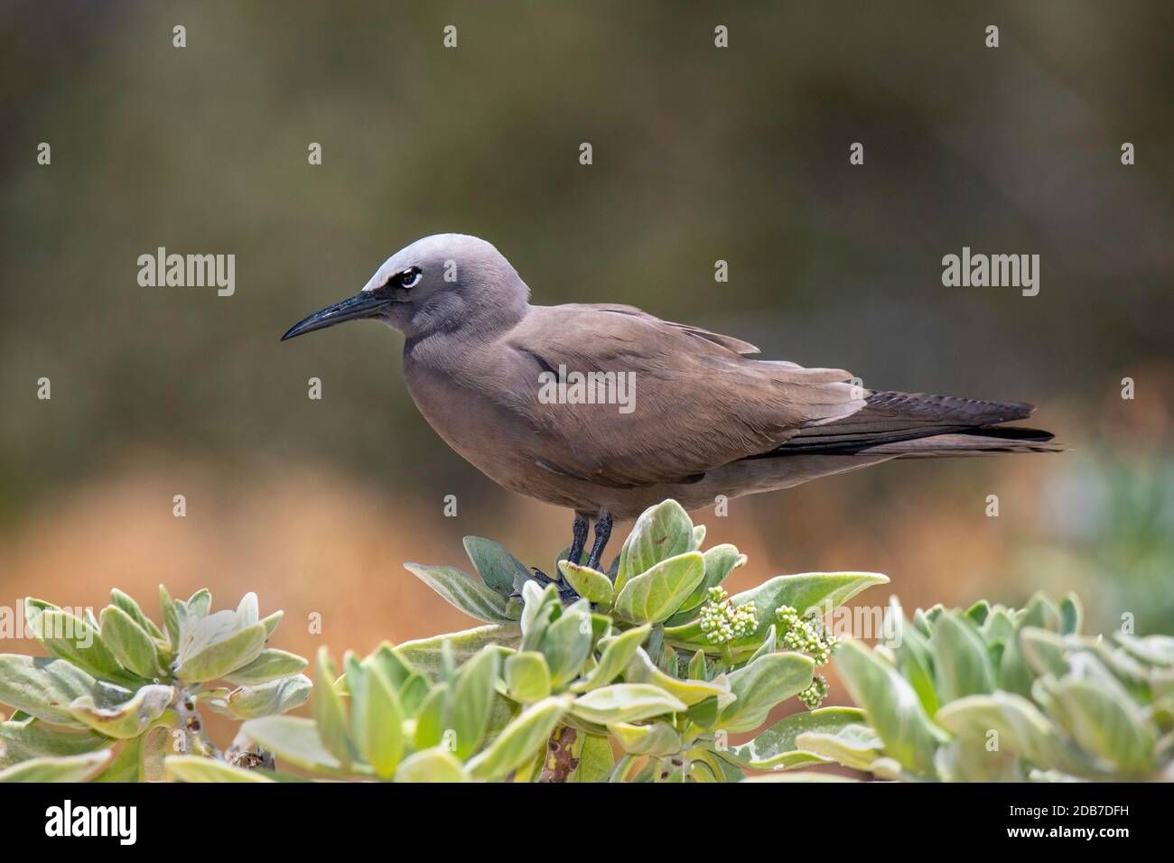 Brown Noddy Anous stolidus Lady Elliot Island, Queensland, Australia 9 ...