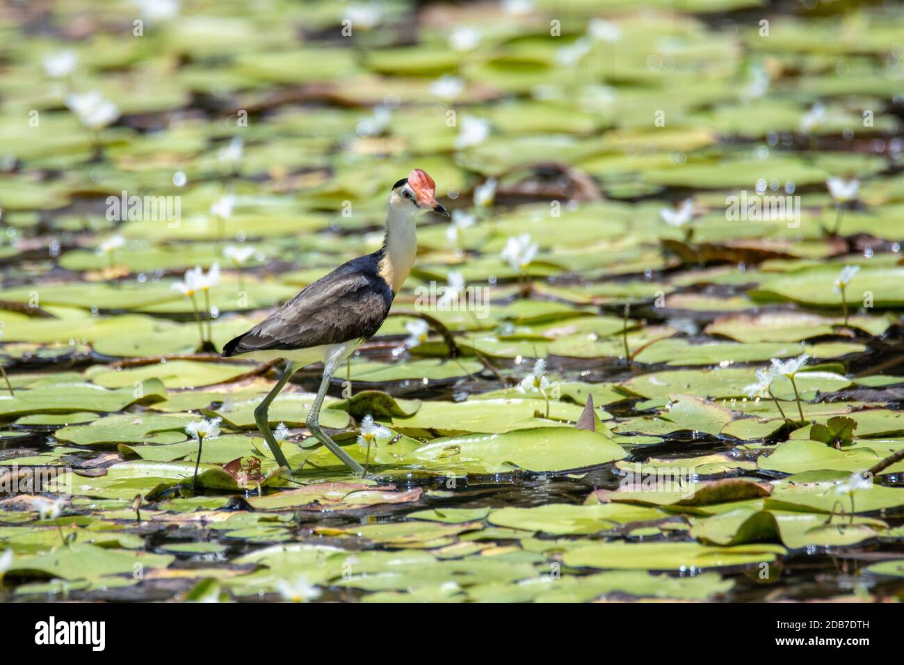Comb-crested Jacana Irediparra gallinacea Tarzali, Queensland ...