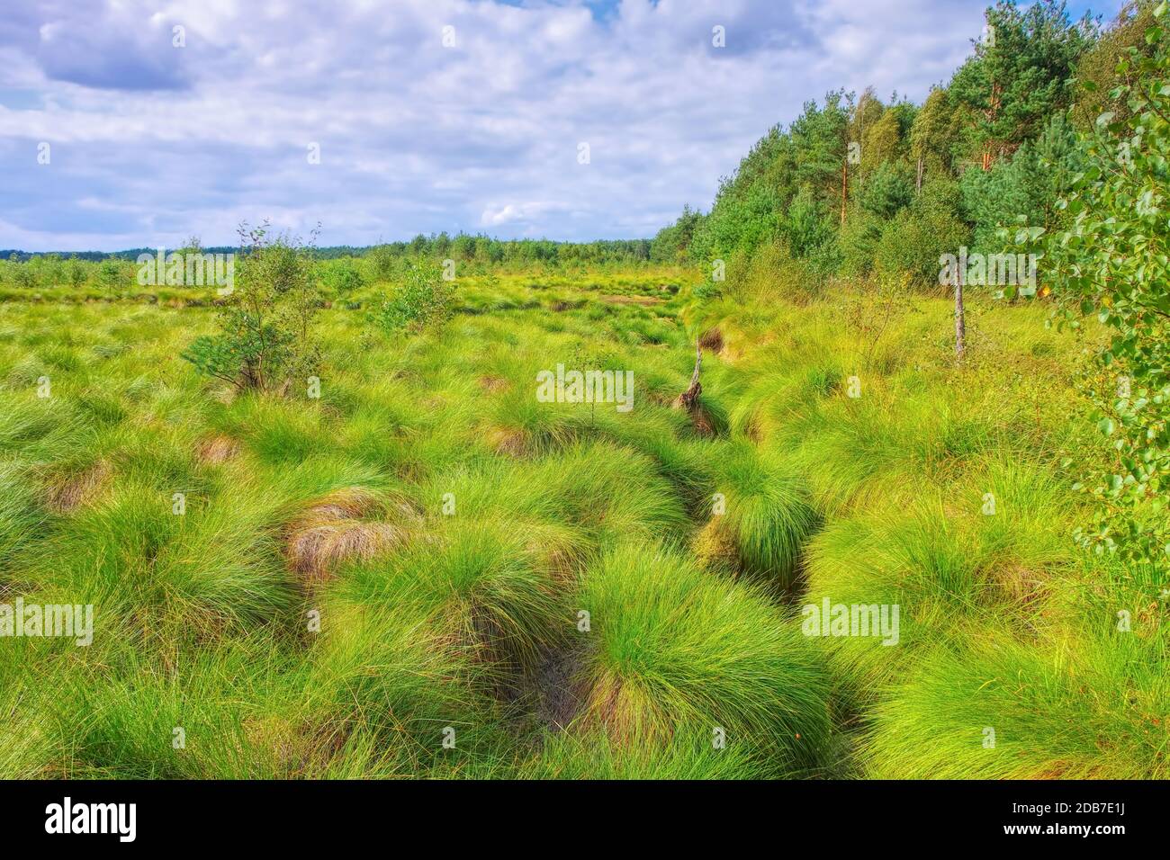 the Schweimker swamp green nature landscape in Germany Stock Photo - Alamy