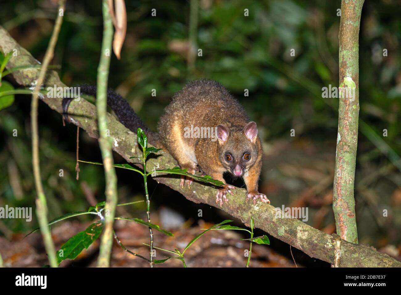 28 species in family phalangeridae hi-res stock photography and images ...