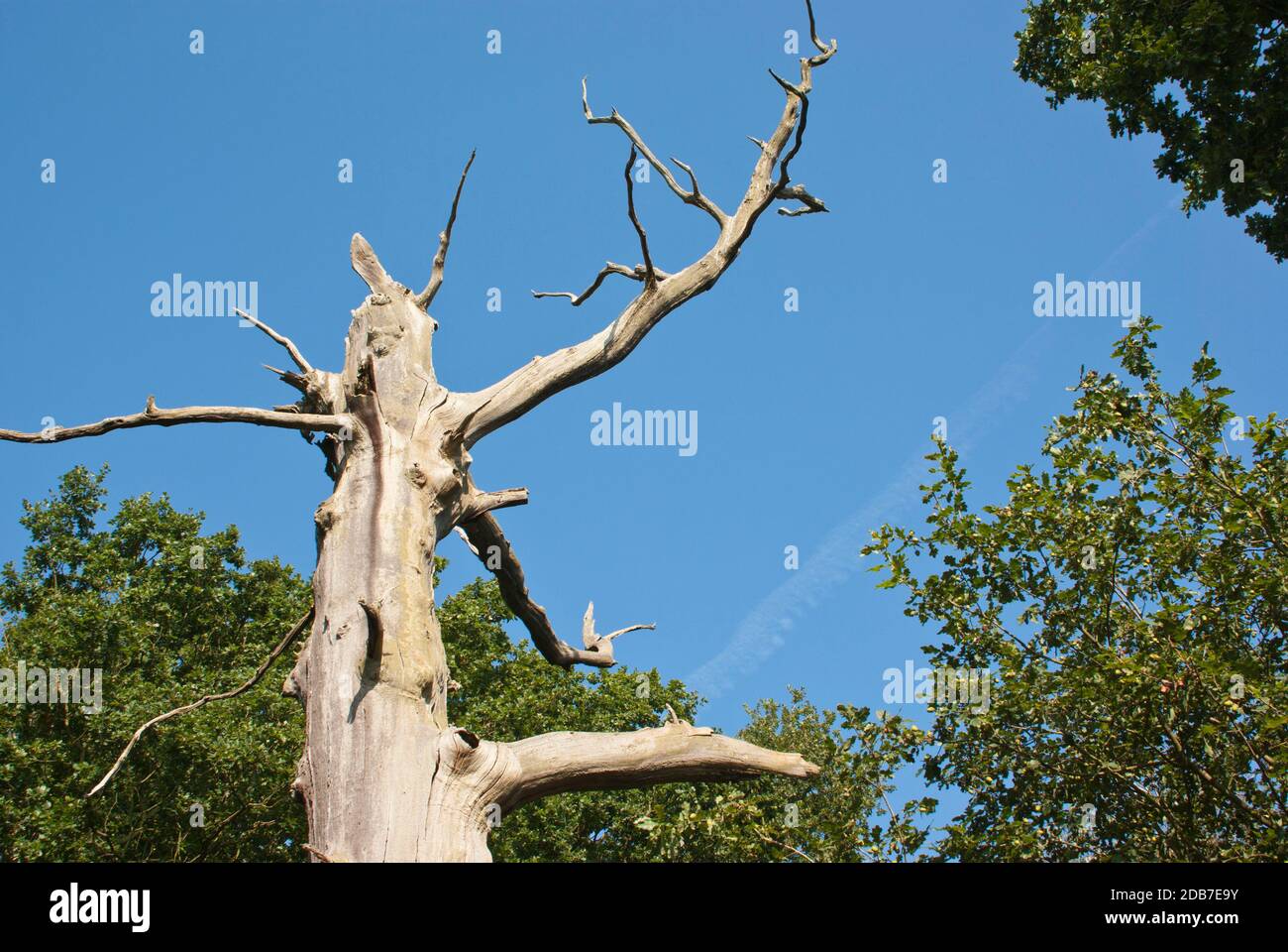 Stag Oak Tree High Resolution Stock Photography and Images - Alamy