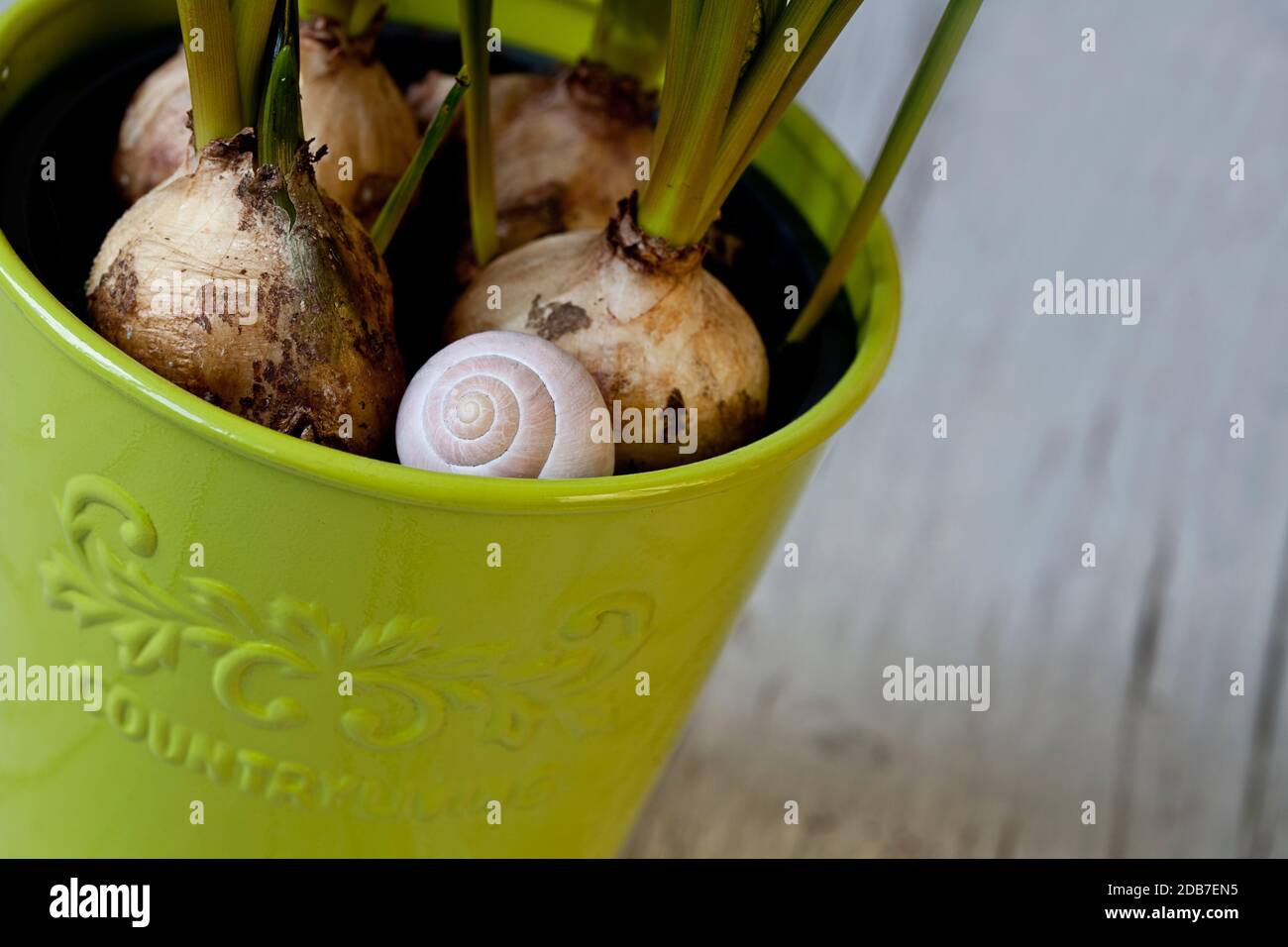 Bulbous plants hi-res stock photography and images - Alamy
