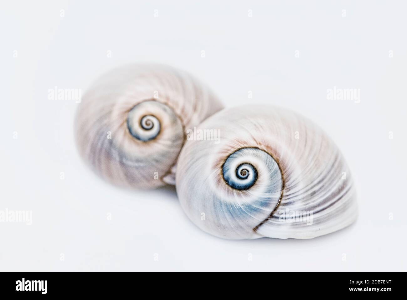 Sharks eye shell hi-res stock photography and images - Alamy