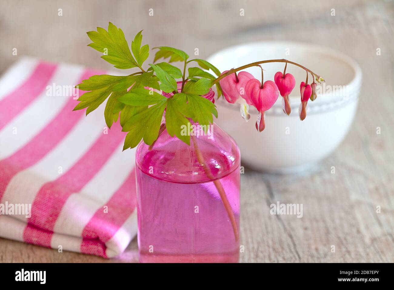 still life with bleeding heart flower, amprocapnos spectabilis ...