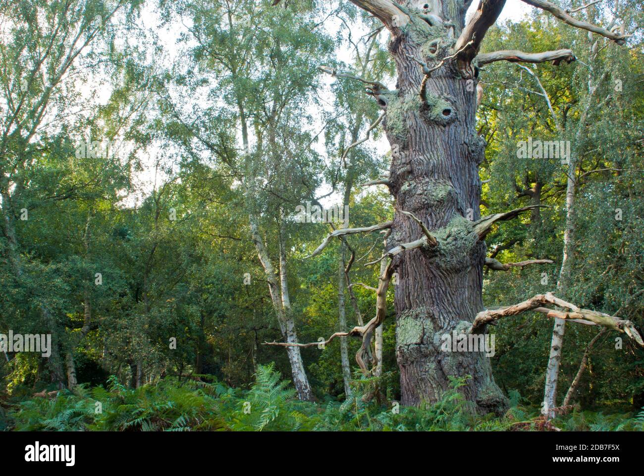 Ancient Old Oak Tree High Resolution Stock Photography and Images - Alamy