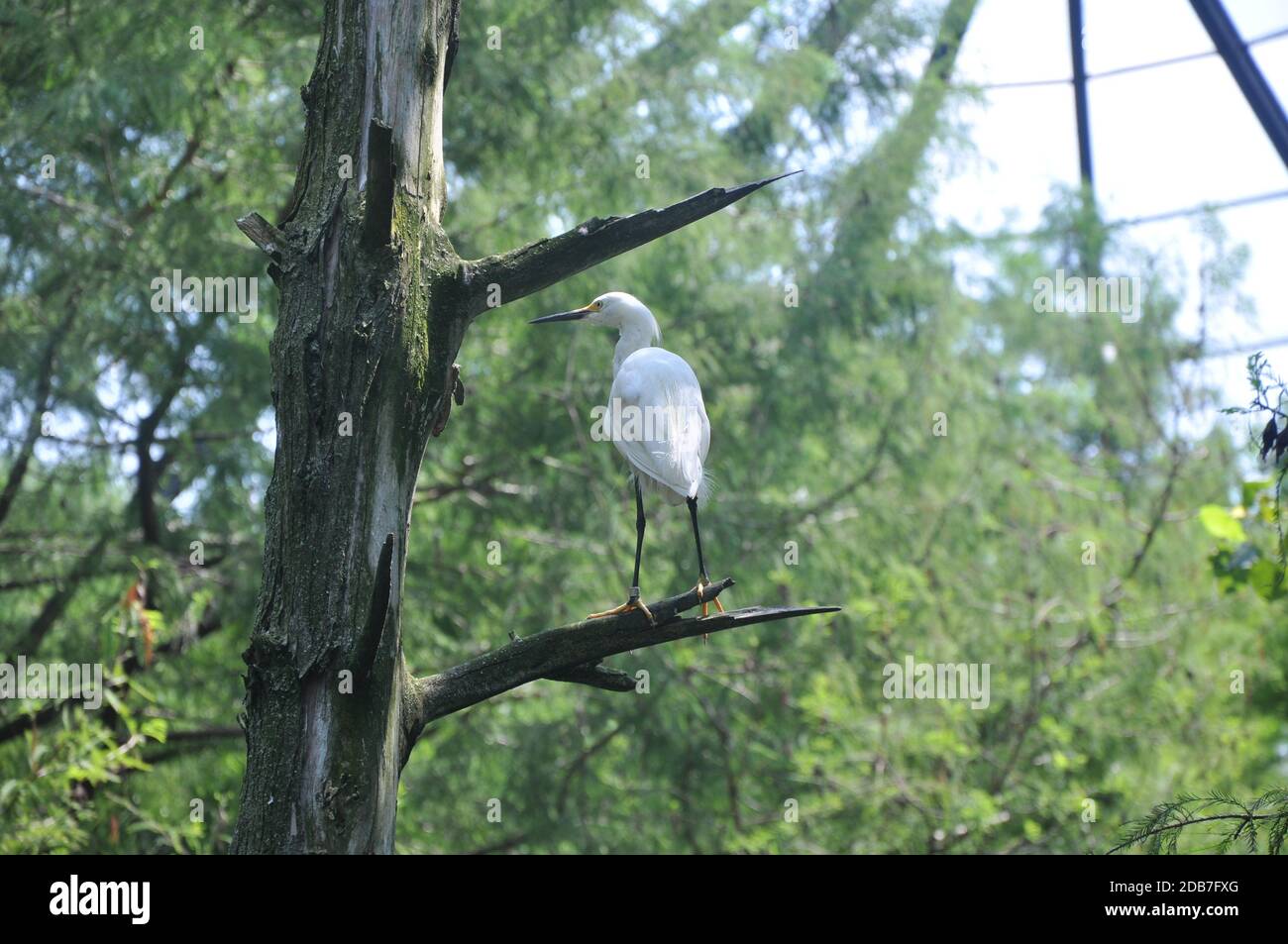 crane on a branch in swamp Stock Photo - Alamy