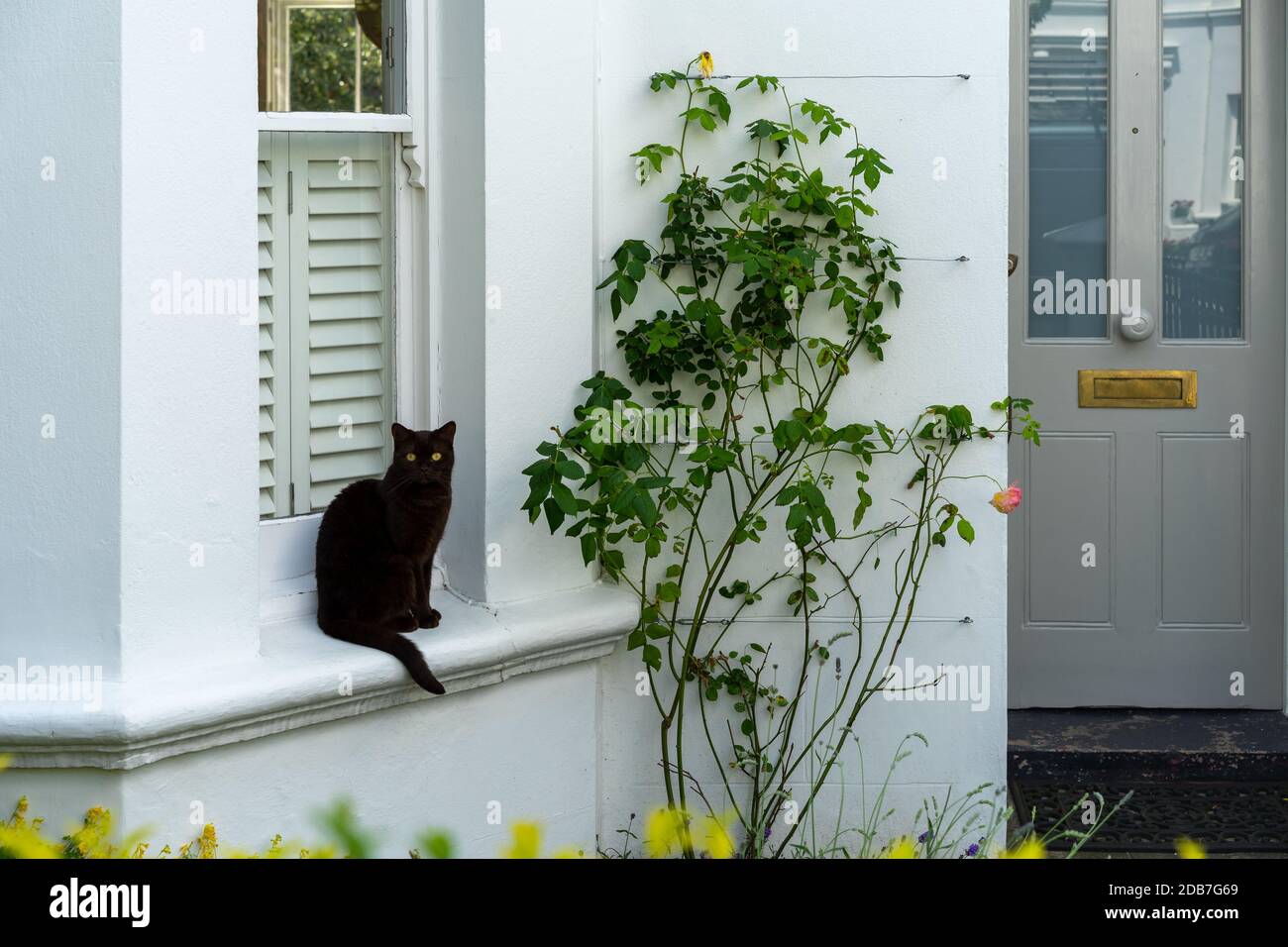 Black cat in West London Stock Photo - Alamy