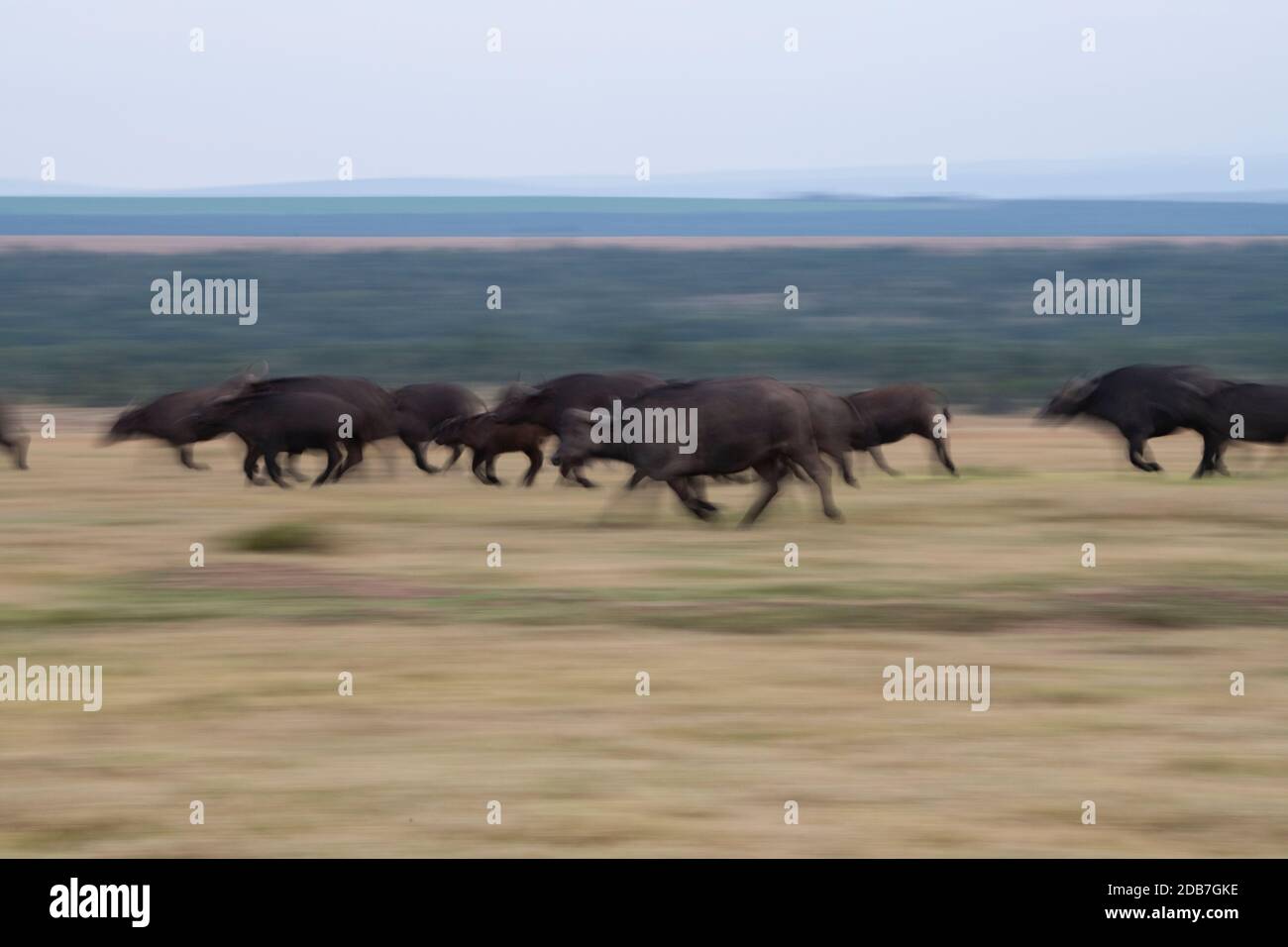 Running buffalo hi-res stock photography and images - Alamy
