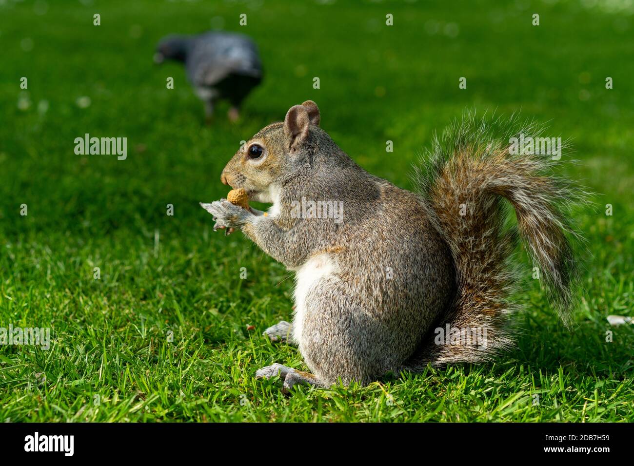Squirrel in grass hi-res stock photography and images - Alamy