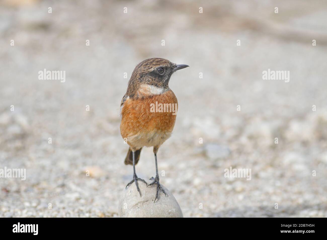 Beautiful Robin High Resolution Stock Photography and Images - Alamy