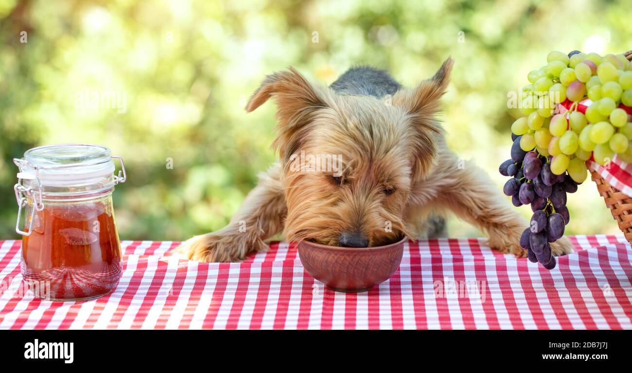 Little dog eats on picnic table. Dog climbed onto table and lowered its ...
