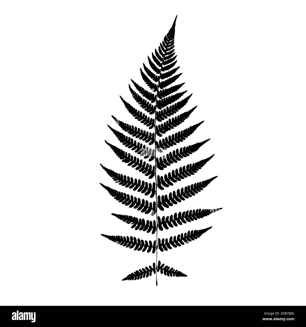 Fern leaf silhouette. Vector illustration Stock Photo - Alamy