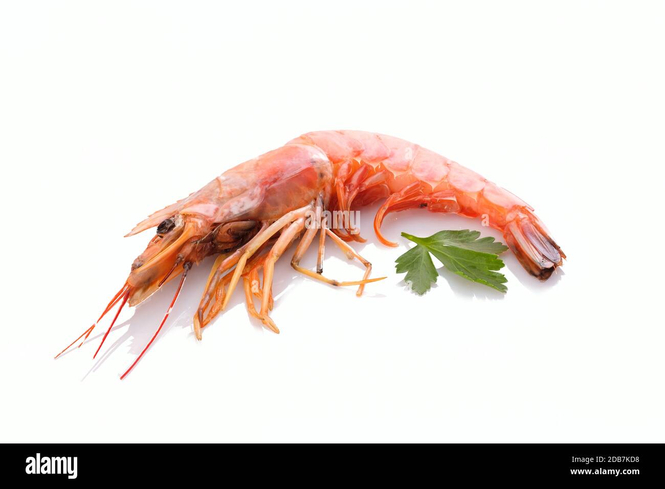 Red prawn white isolated close-up Stock Photo - Alamy