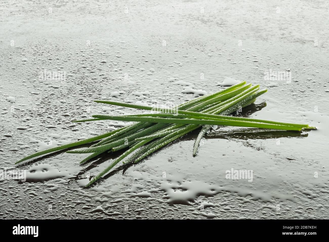 Chives (Allium schoenoprasumi) with water drops in back lit Stock Photo ...