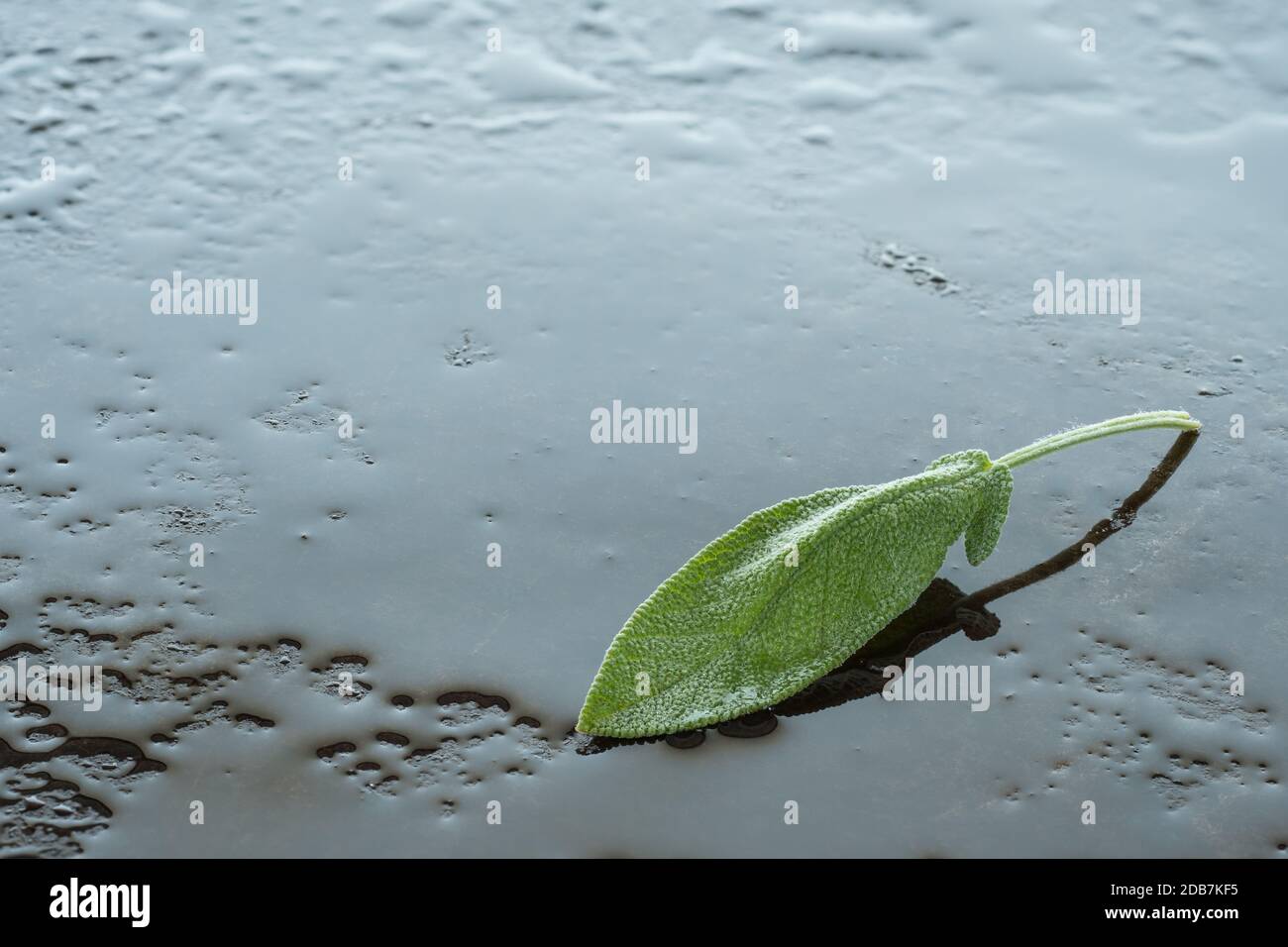 Sage (Salvia) leaf on water in back lit Stock Photo - Alamy