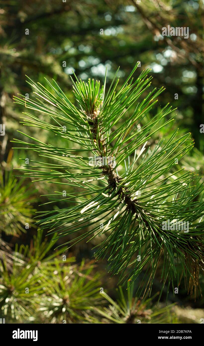 Green line barbed fragrant pine with long needles Stock Photo - Alamy