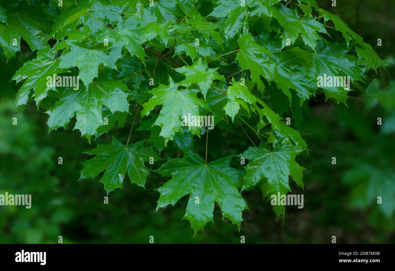 Shiny green leaves of a maple in the forest Stock Photo - Alamy