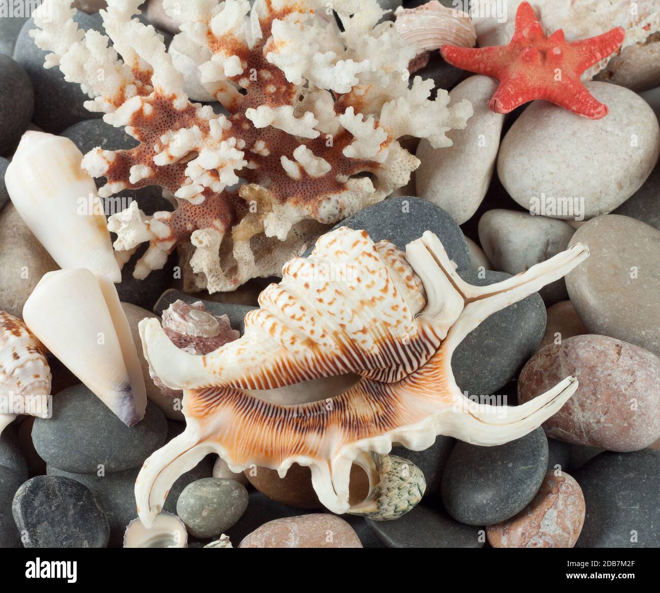 The background of sea shells, rocks and sea stars Stock Photo - Alamy
