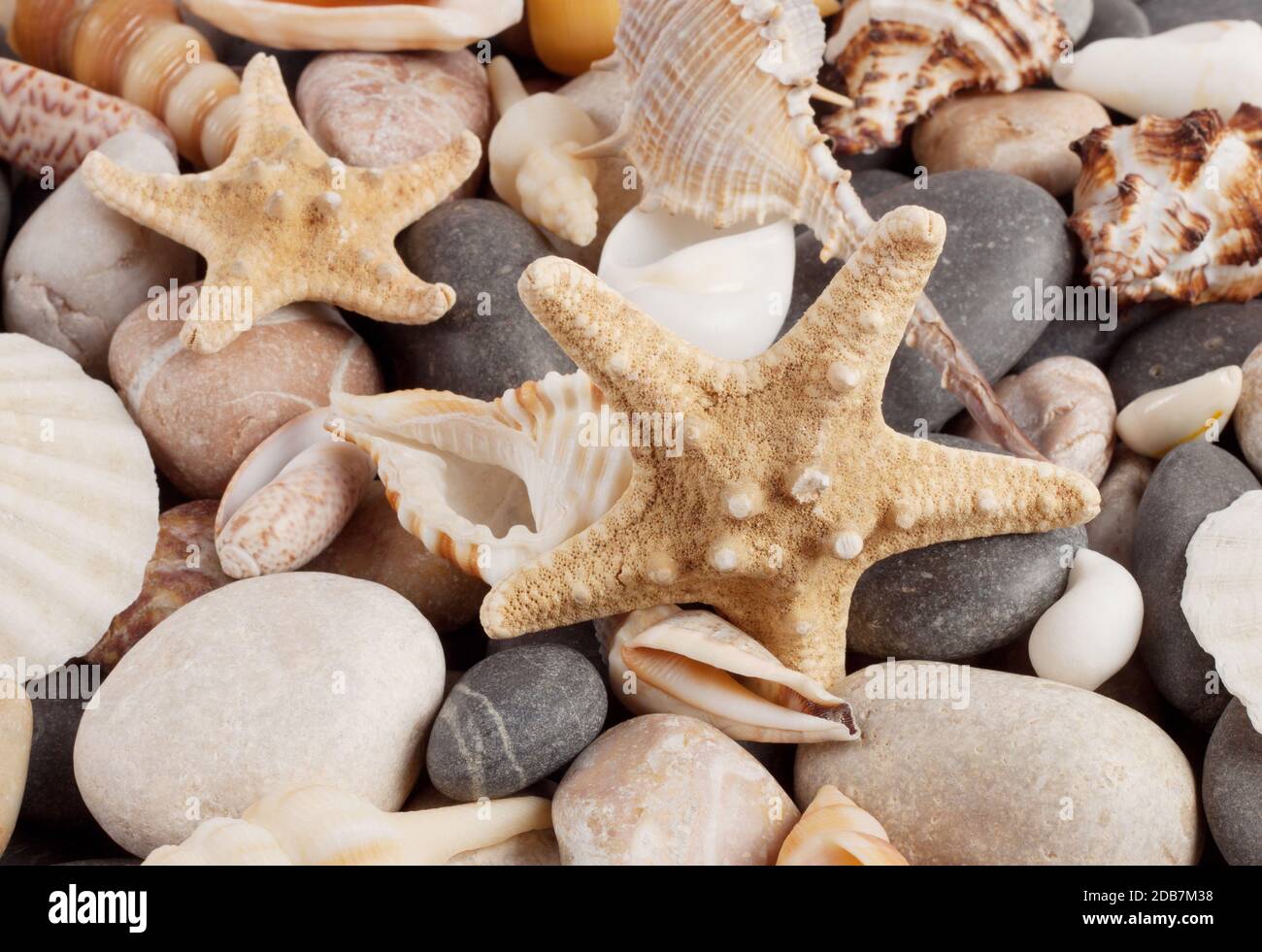 The background of colored stones and shells of marine mollusks Stock ...