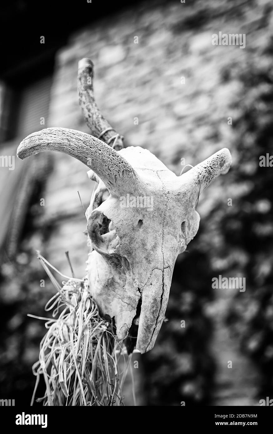 Old witchcraft goat skull, skull detail of a ancient animal ...